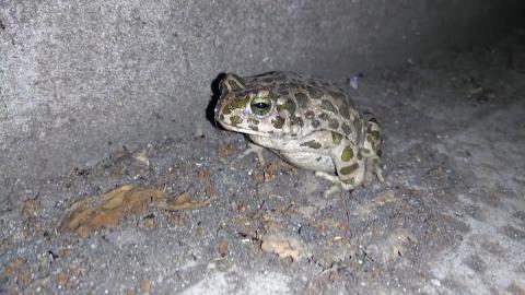 Run frog ,run ! - HideoutTV